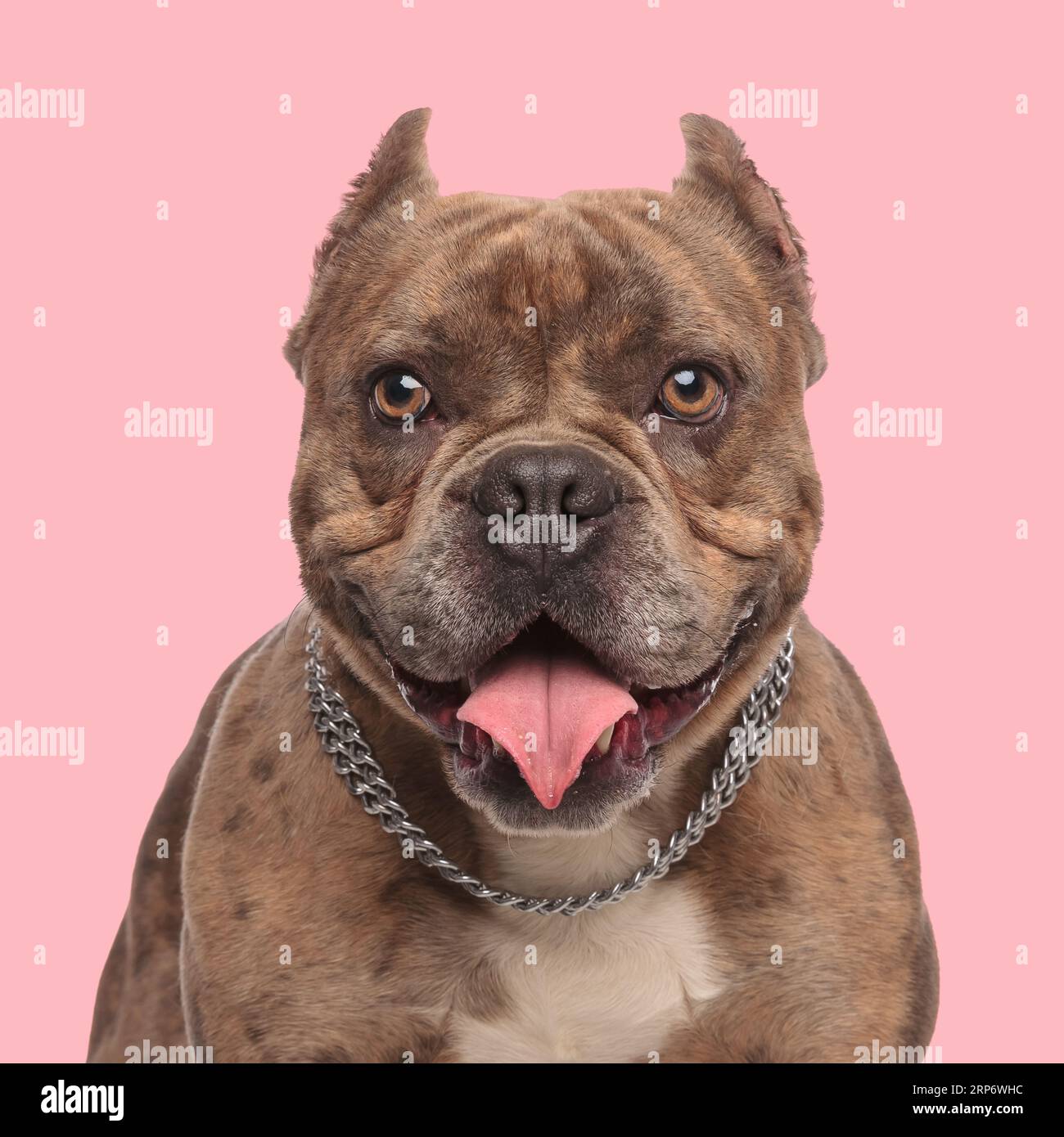 cute american bully dog with collar sticking out tongue and panting in ...