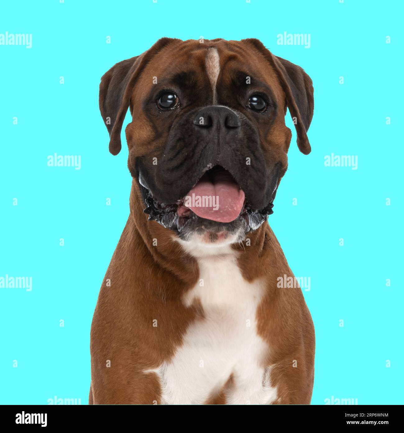 adorable happy boxer dog sticking out tongue and panting while sitting ...