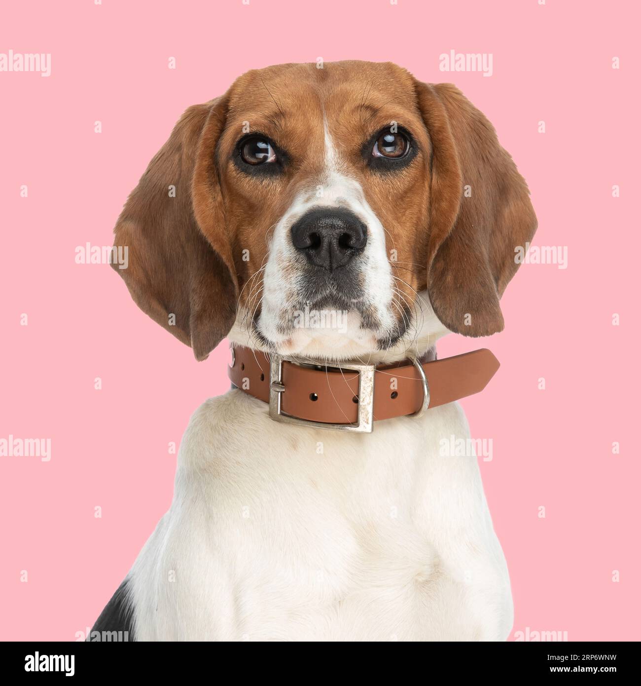 cute beagle puppy with collar looking up and sitting in front of pink ...
