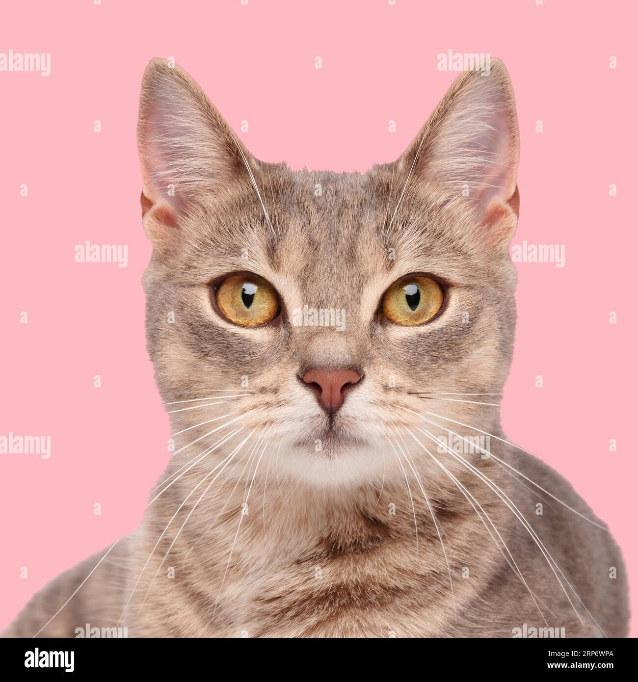 portrait of beautiful cat laying down and looking forward in front of ...