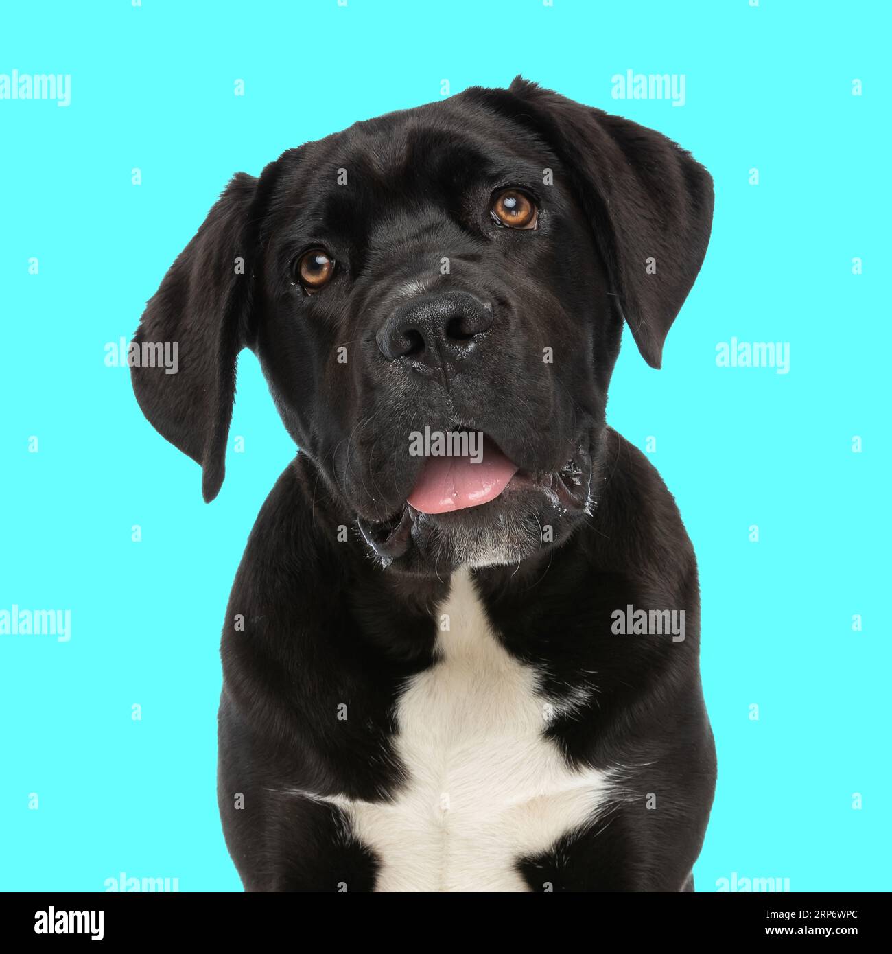 sweet cane corso puppy looking up, sticking out tongue and panting ...