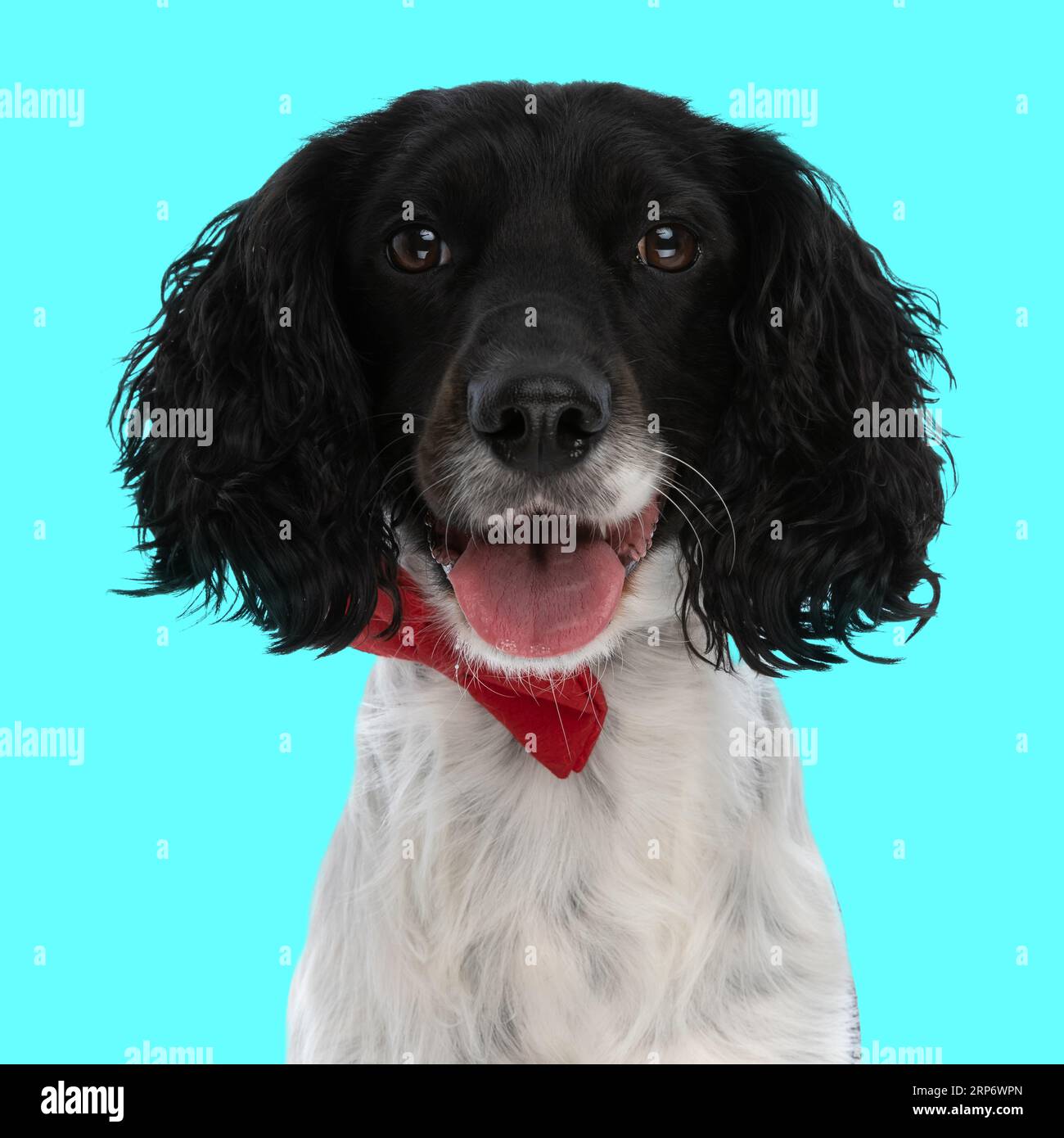 happy english springer spaniel dog with bowtie sticking out tongue and ...