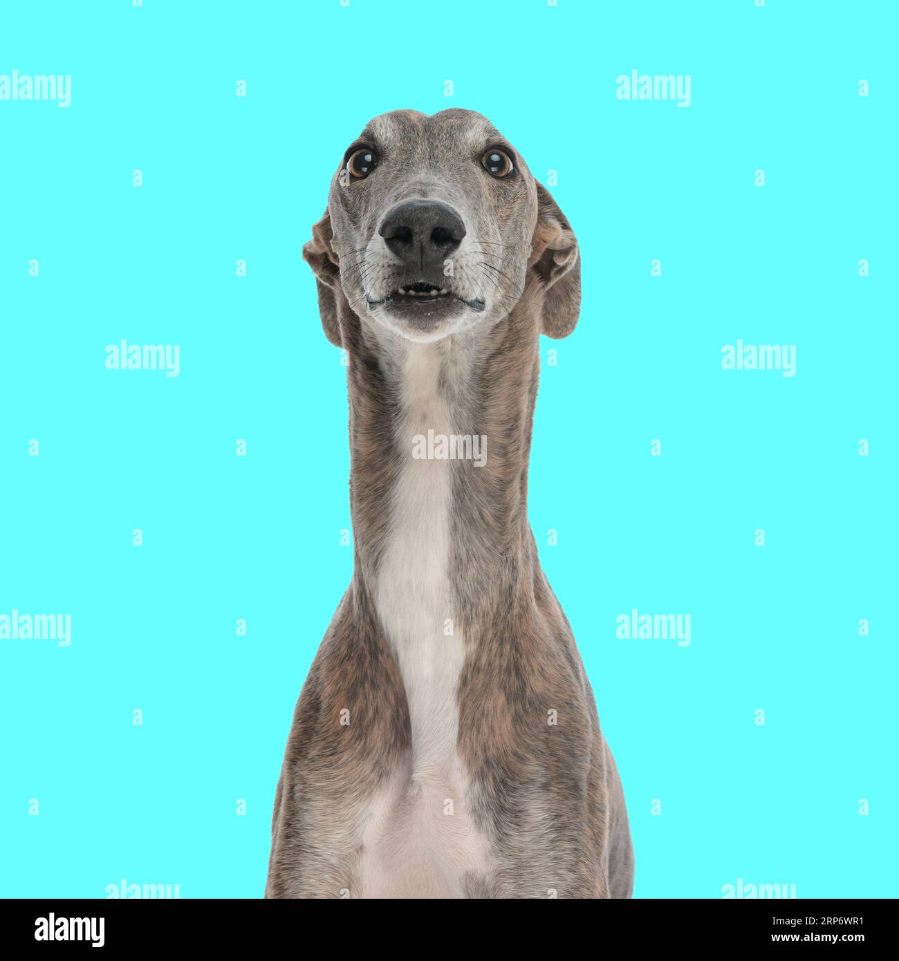 curious greyhound dog looking forward and sitting in front of blue ...