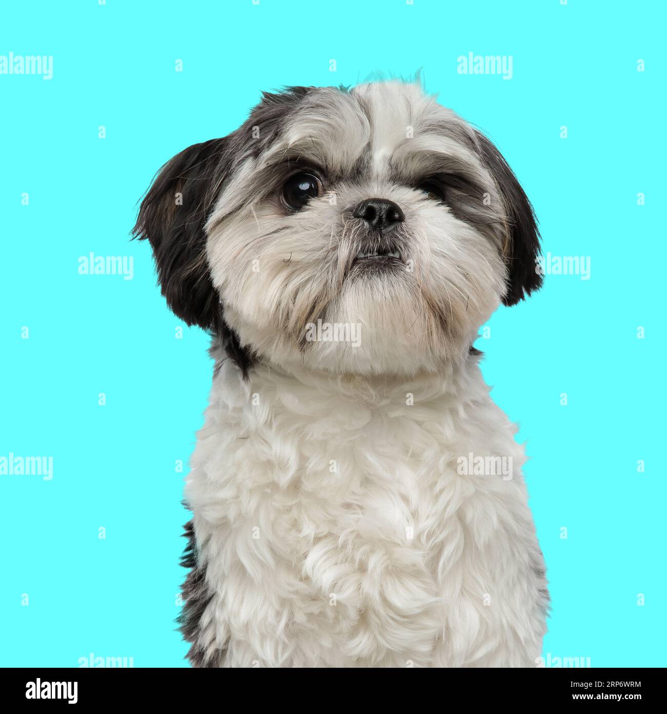 Shih Tzu Bichon Adult