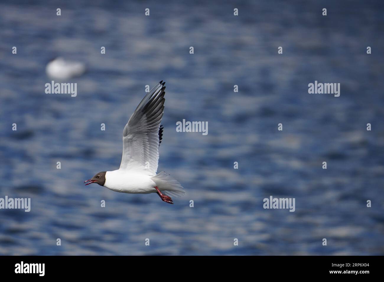 Flying Larus ridibundus Family Laridae Genus Chroicocephalus Black-headed gull wild nature bird ...