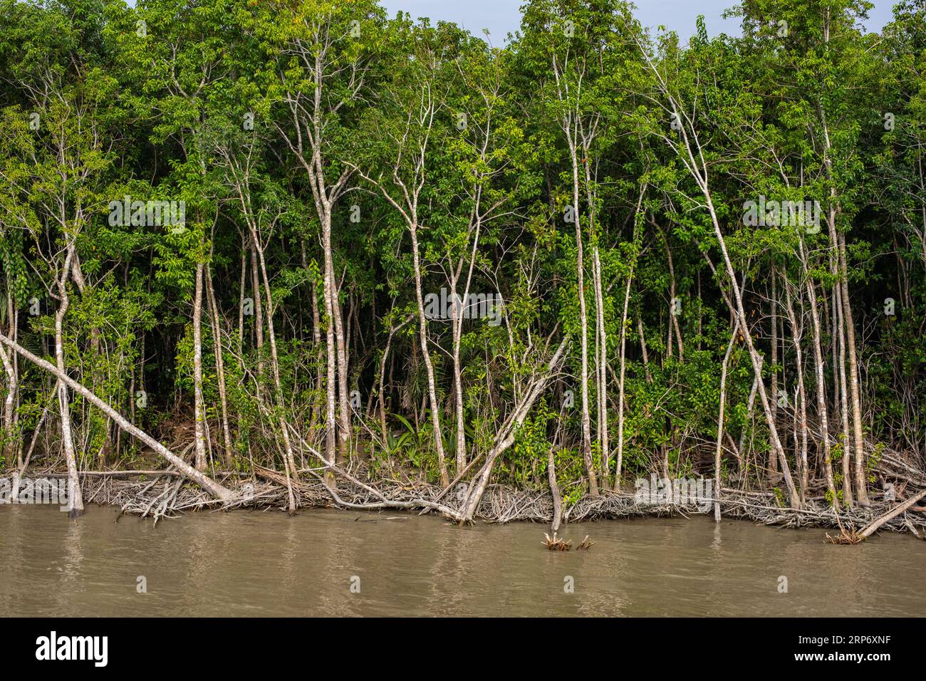Sundarbans, Bnagladesh: Sundarbans Mangrove forest, the largest ...