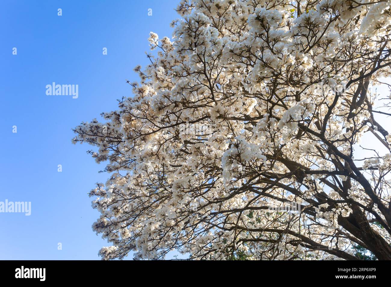 Wonderful Flowers of a white ipe tree, Tabebuia roseo-alba (Ridley ...