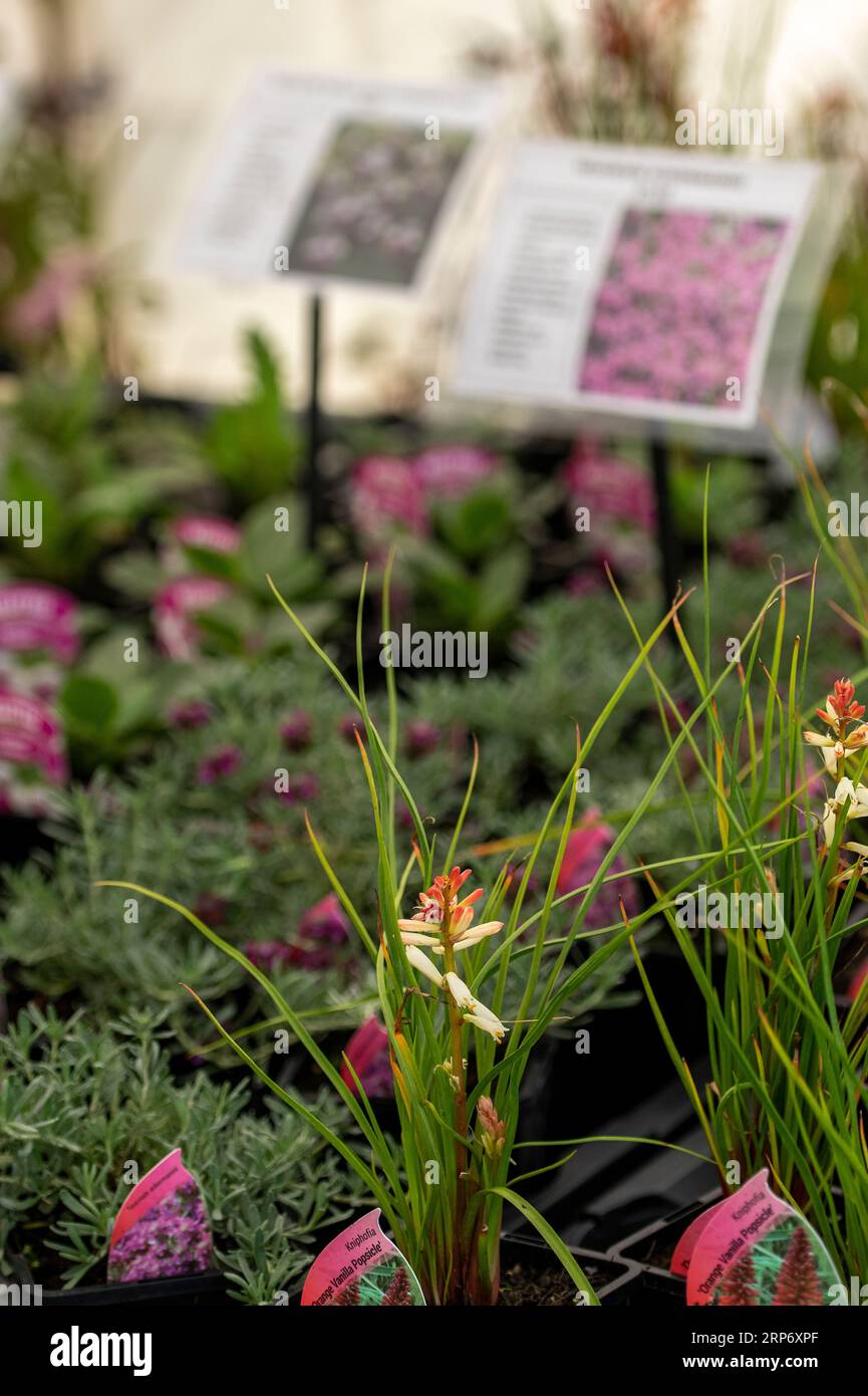 selection of attracative border plants and flowers with labels on ...