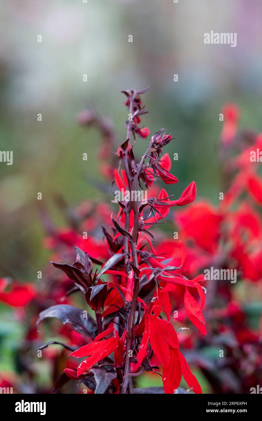 red Lobelia cardinalis ‘Queen Victoria’ Stock Photo - Alamy