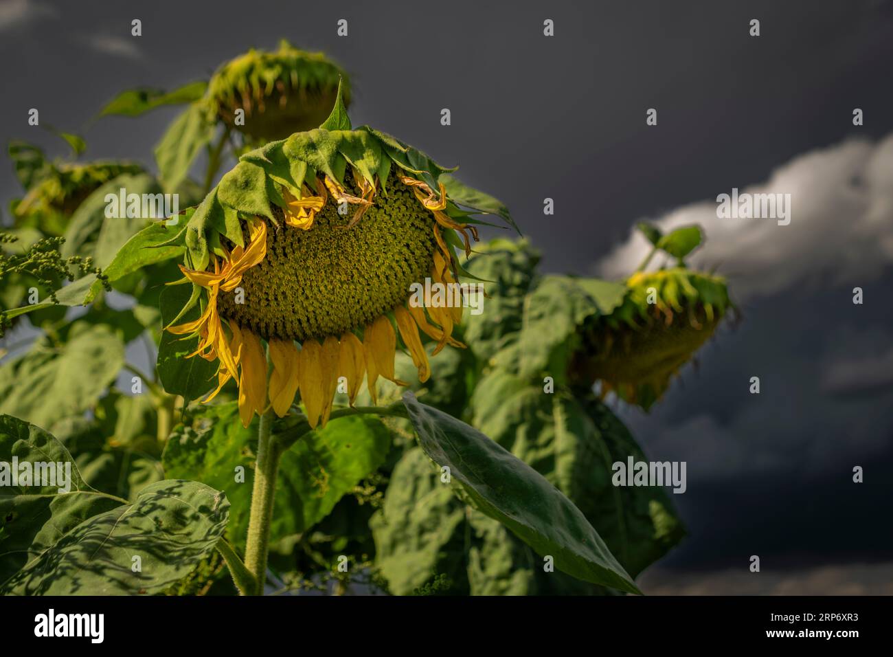 Old sunflower hi-res stock photography and images - Alamy