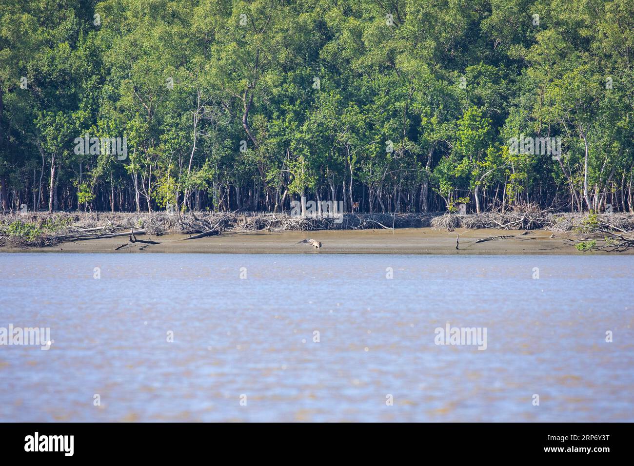 Sundarbans, Bangladesh: A saltwater crocodile sunbathing at Sundarban ...