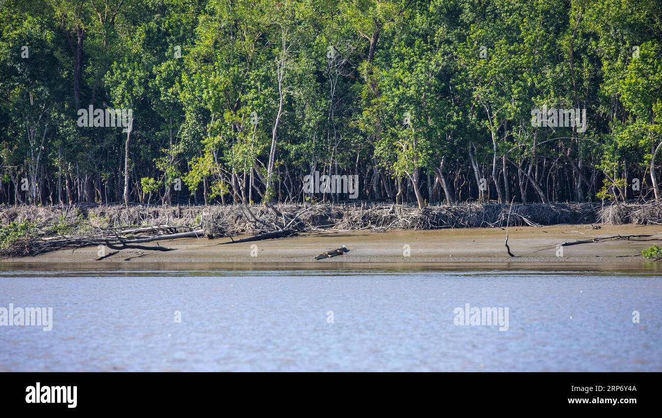 Sundarbans, Bangladesh: A saltwater crocodile sunbathing at Sundarban ...
