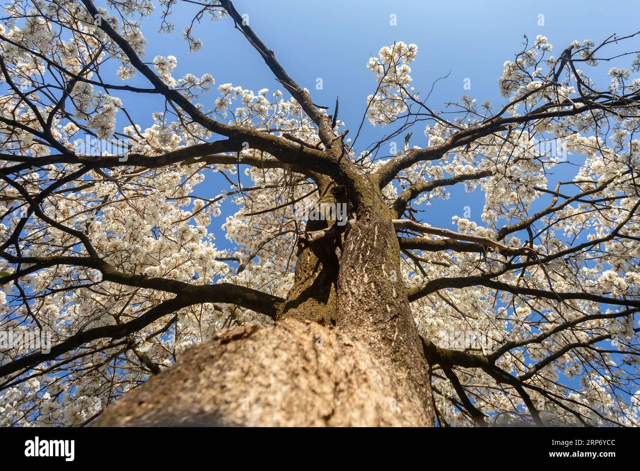 Wonderful Flowers of a white ipe tree, Tabebuia roseo-alba (Ridley ...