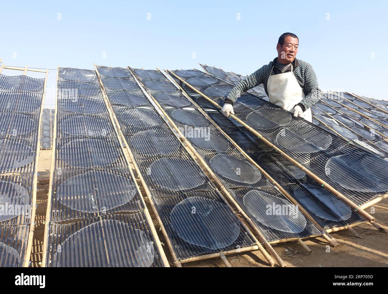 (190123) -- ZAOZHUANG, Jan. 23, 2019 (Xinhua) -- A farmer dries sweet ...