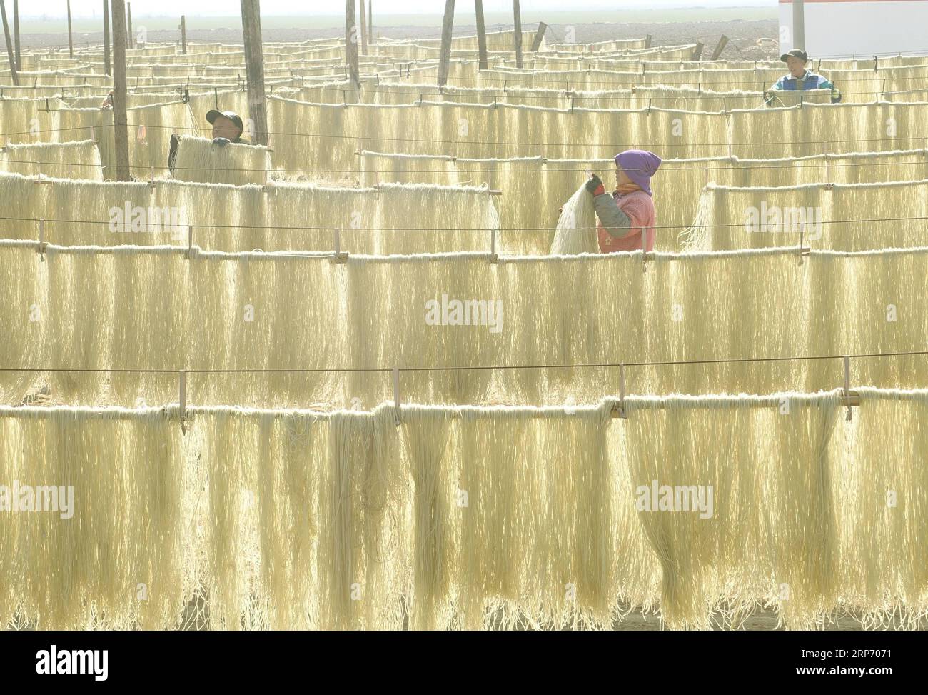 (190123) -- ZAOZHUANG, Jan. 23, 2019 (Xinhua) -- Villagers dry sweet ...