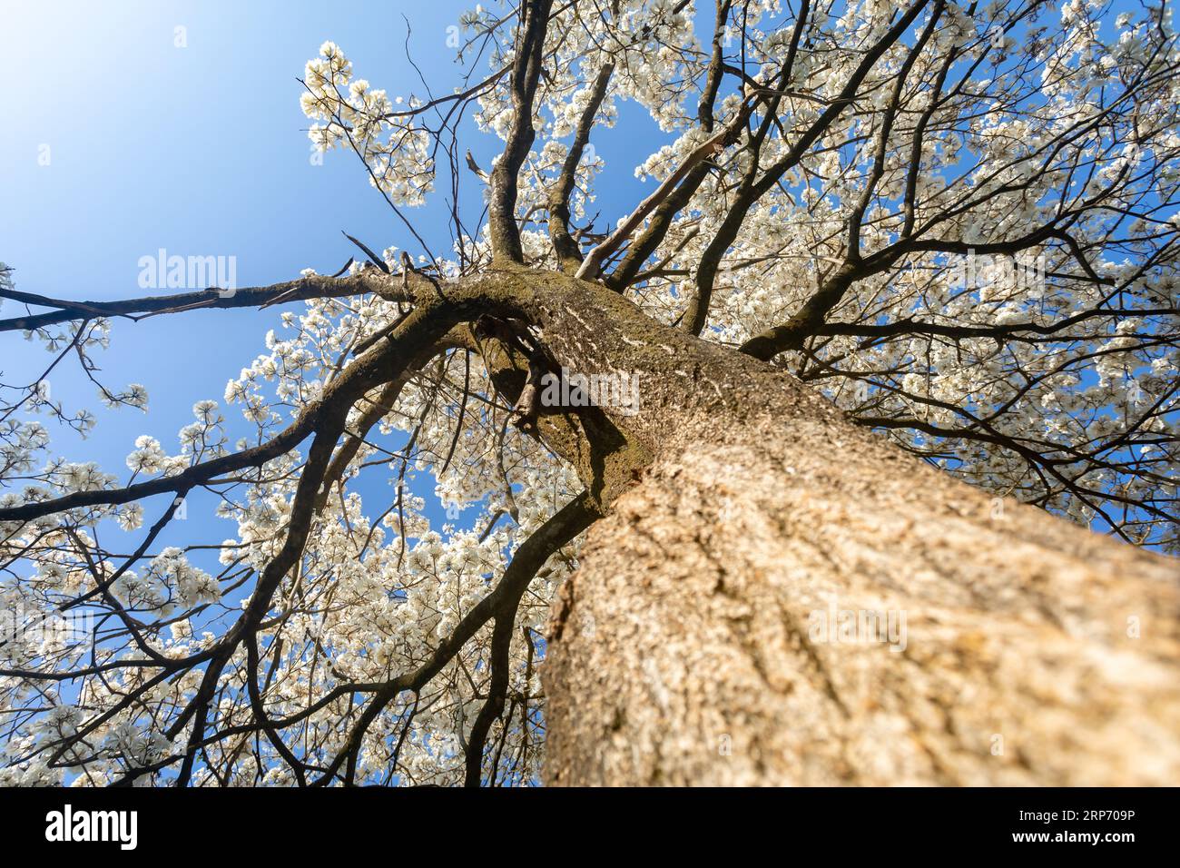 Wonderful Flowers of a white ipe tree, Tabebuia roseo-alba (Ridley ...
