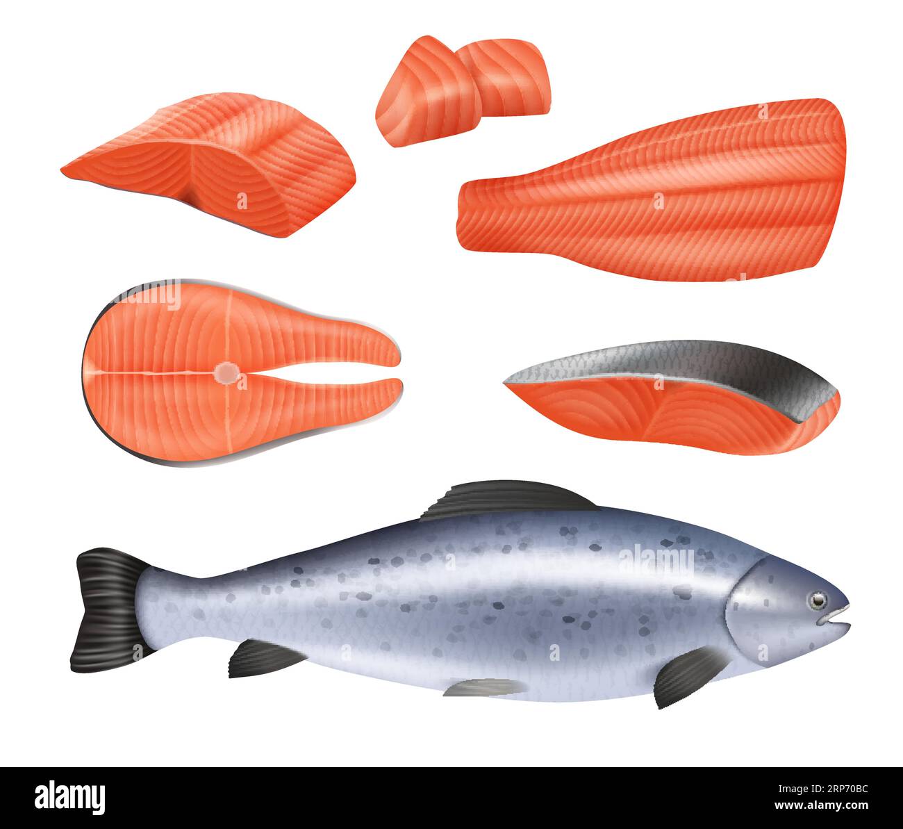 Salmon. Template of different pieces of realistic fish decent vector ...
