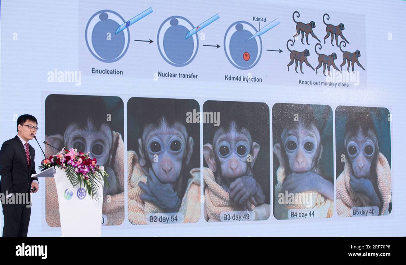 Multiplemonkys hi-res stock photography and images - Alamy