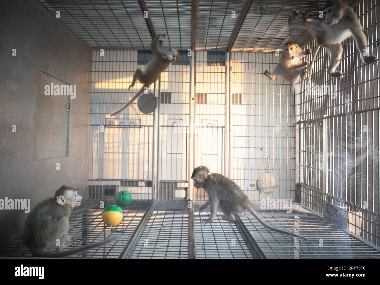 (190124) -- SHANGHAI, Jan. 24, 2019 -- The gene-edited macaque with ...