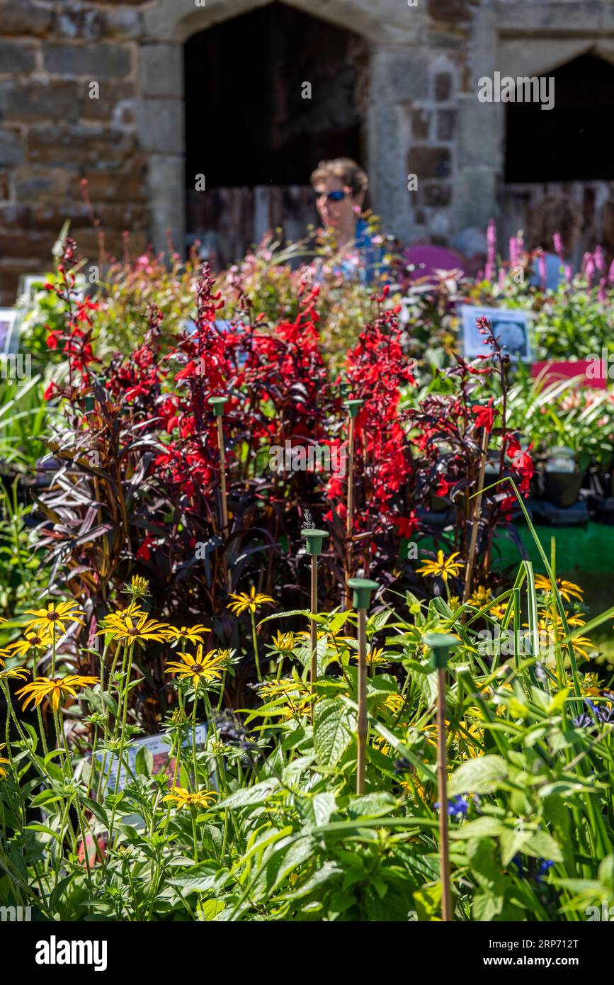lady or woman choosing plants and browsing the displays of pants and ...