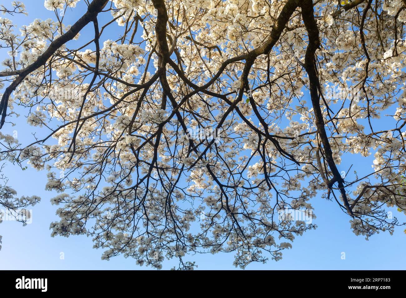 Wonderful Flowers of a white ipe tree, Tabebuia roseo-alba (Ridley ...