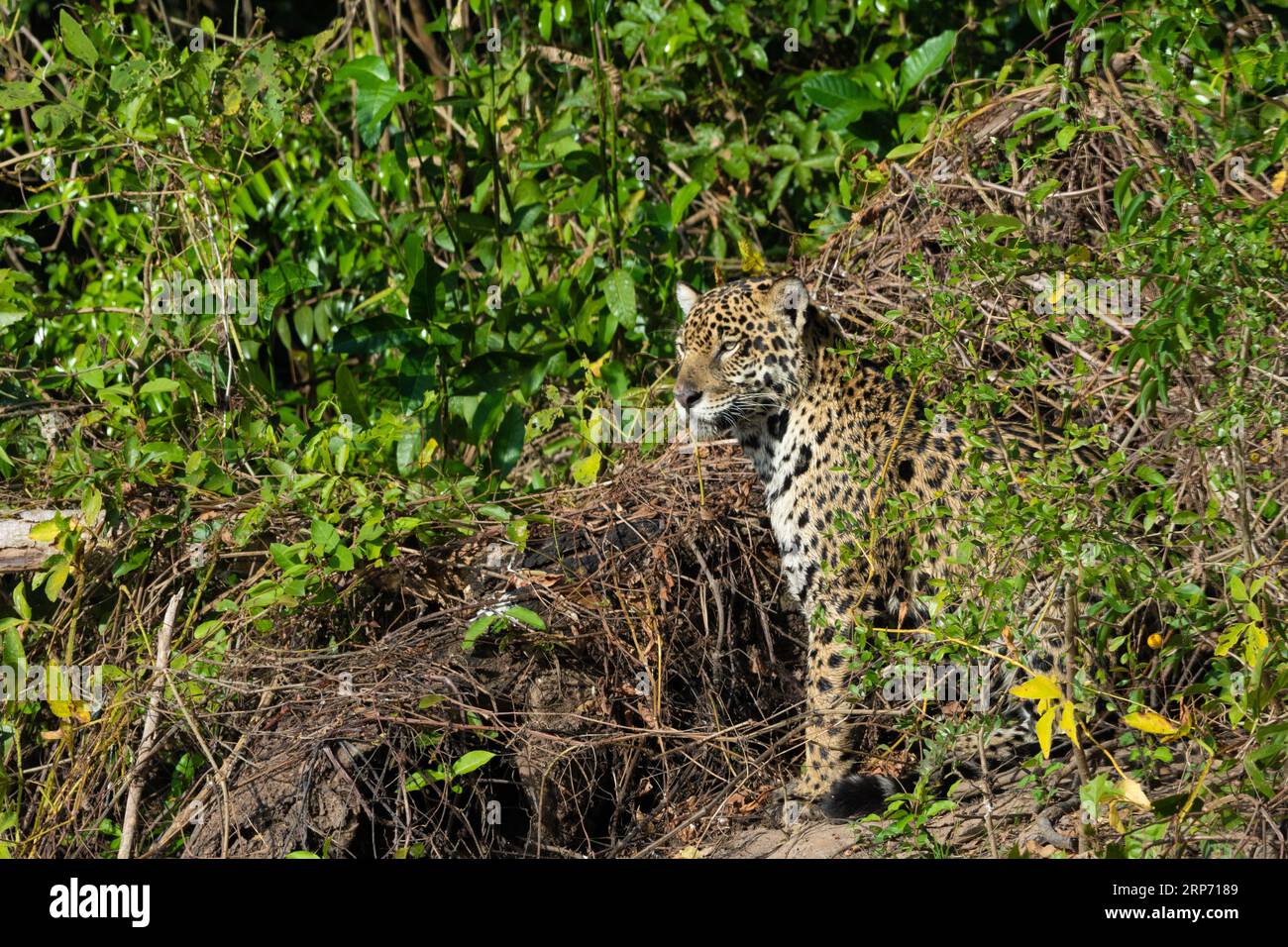 An Adult Jaguar looking for a prey Stock Photo - Alamy
