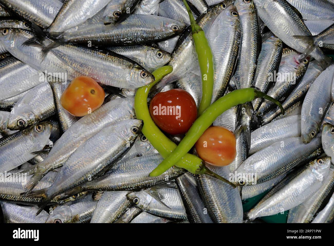 Freshwater sardinella hi-res stock photography and images - Alamy