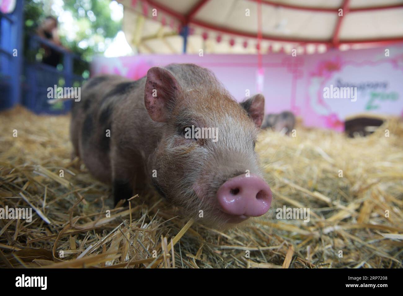 (190124) -- SINGAPORE, Jan. 24, 2019 -- A mini pig is seen in its ...