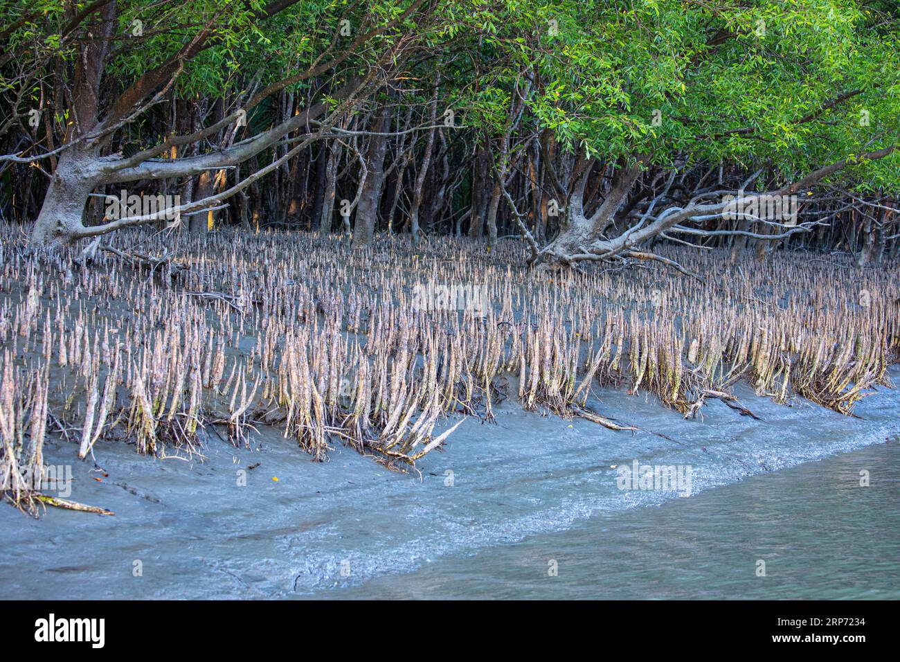 Sundarbans, Bangladesh: Sundarbans Mangrove forest, the largest ...