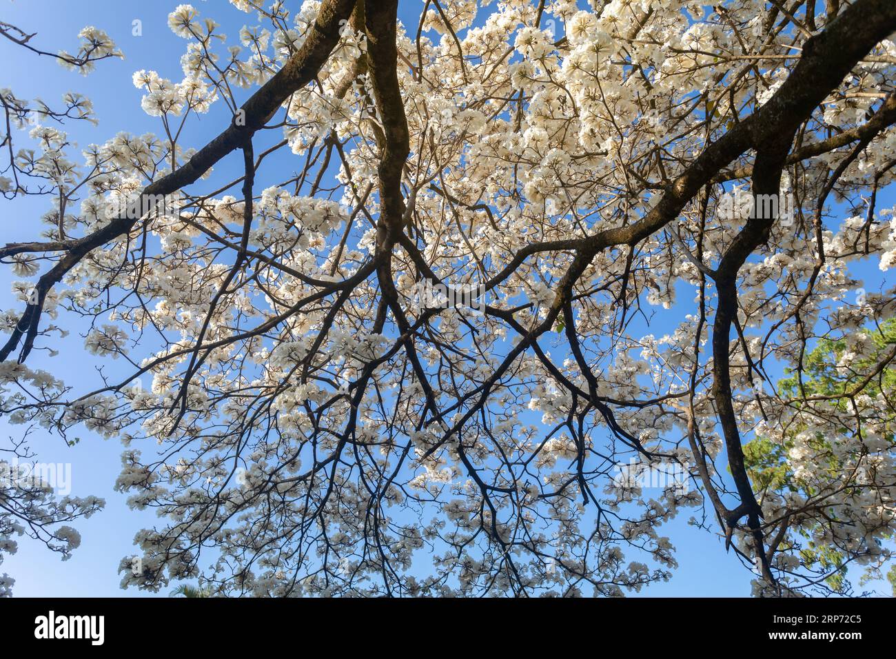 Wonderful Flowers of a white ipe tree, Tabebuia roseo-alba (Ridley ...