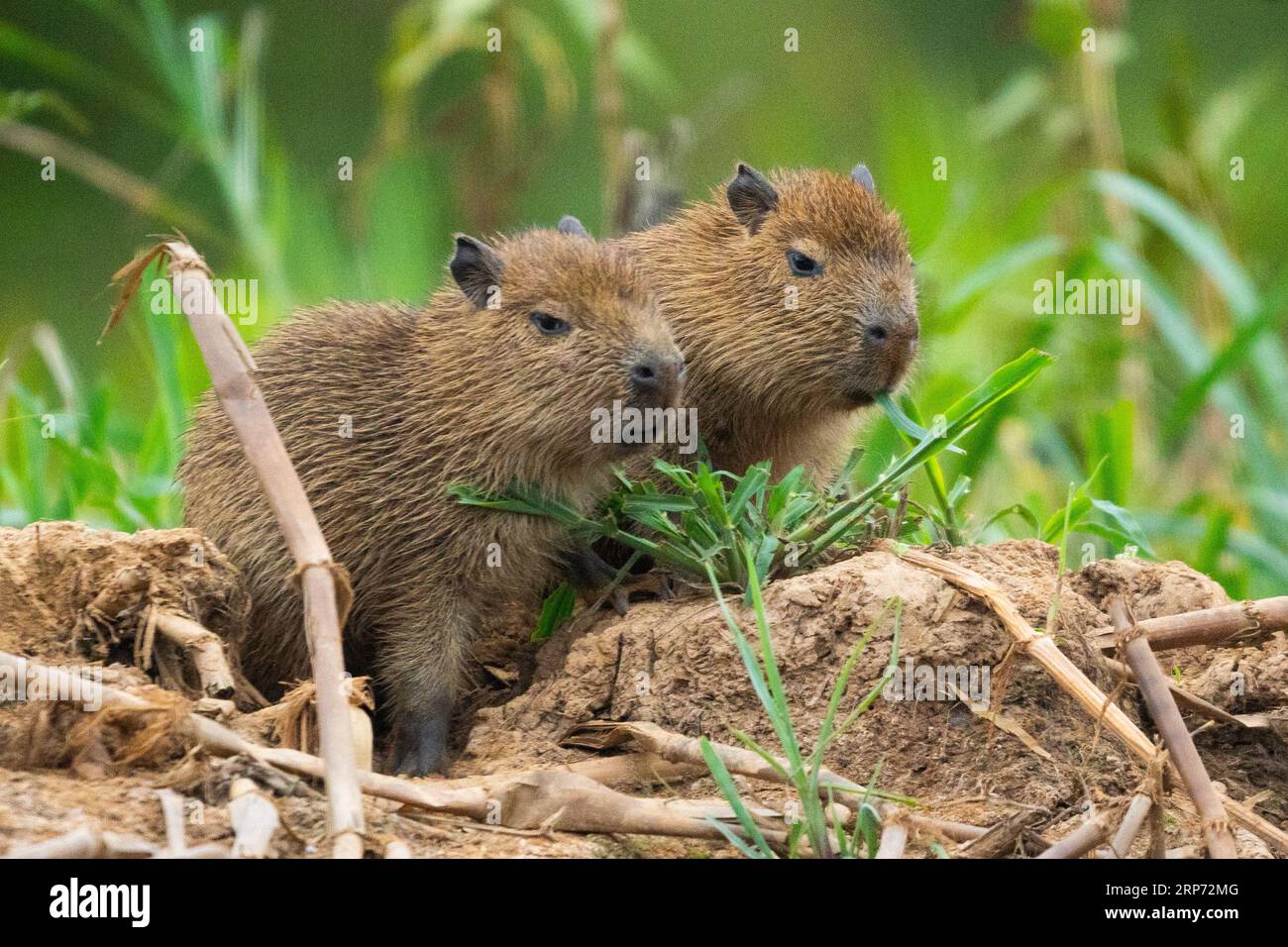 Capybara hi-res stock photography and images - Alamy