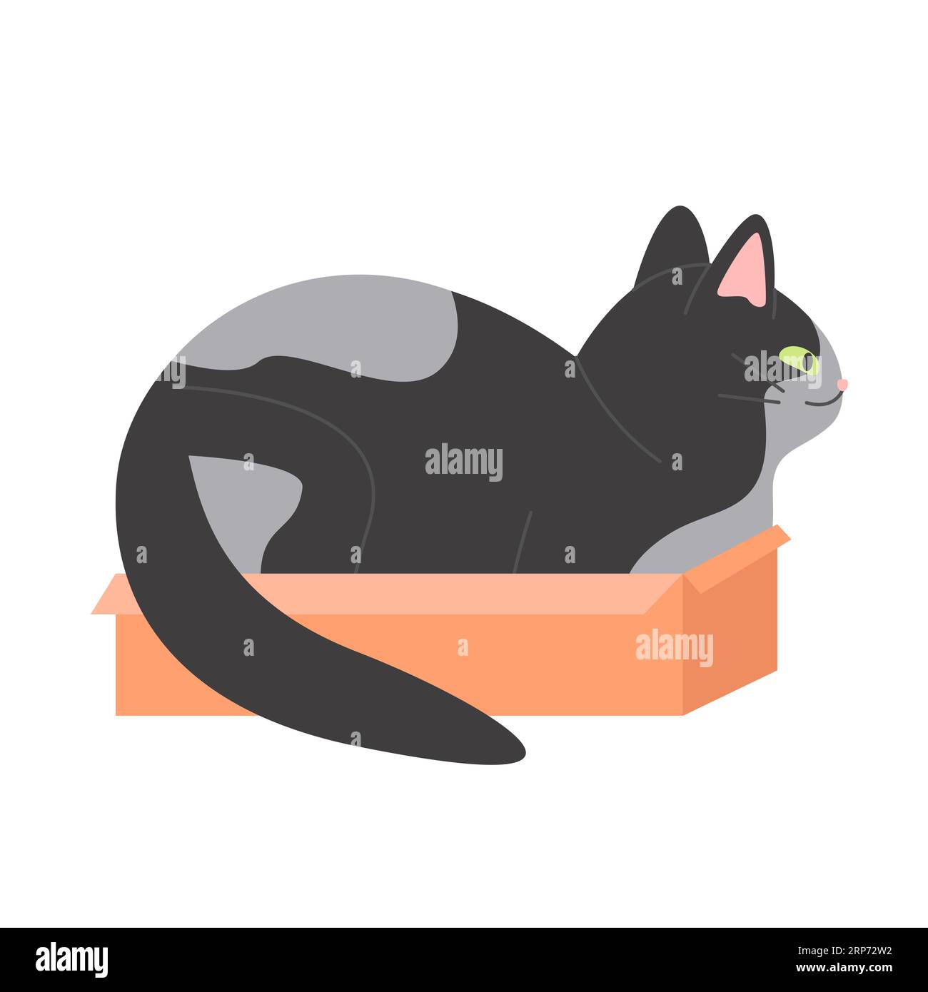 Funny cat sitting in carton box. Best place for sleeping for cats ...