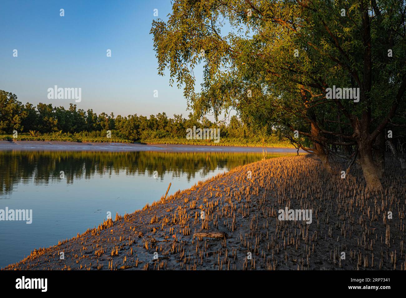 Sundarbans, Bangladesh: Sundarbans Mangrove forest, the largest ...