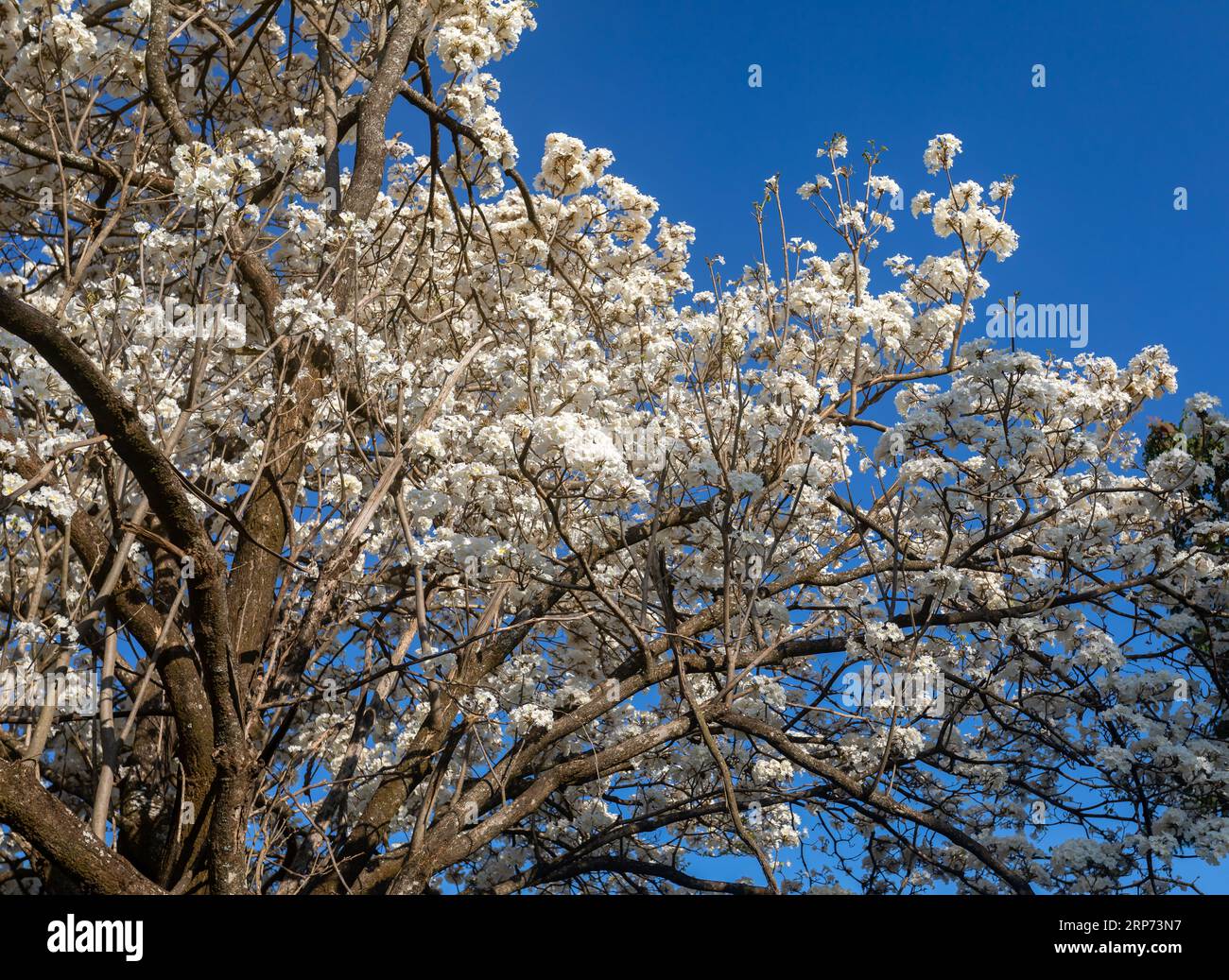 Wonderful Flowers of a white ipe tree, Tabebuia roseo-alba (Ridley ...