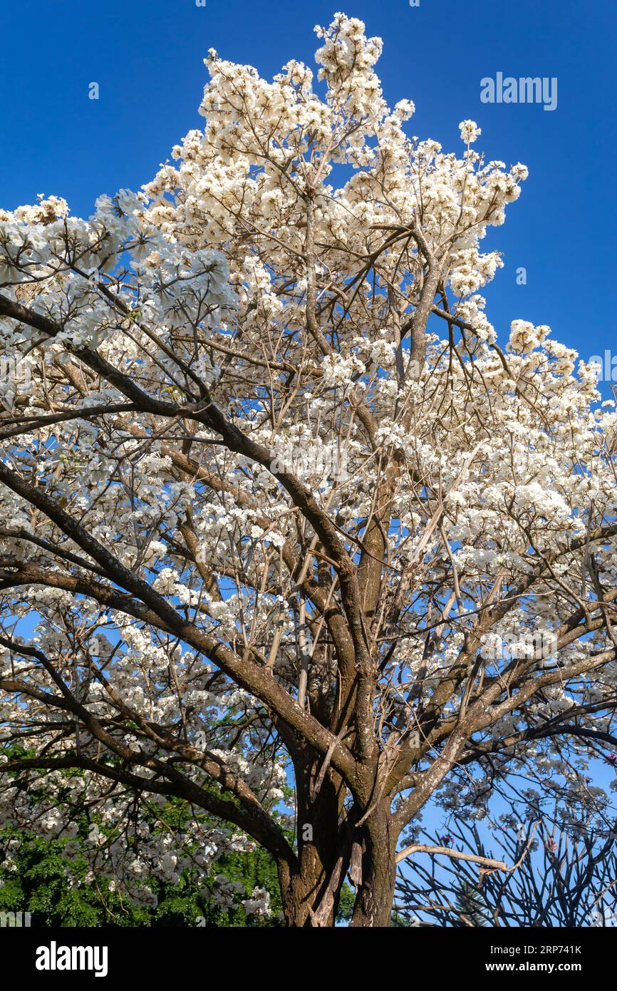 Wonderful Flowers of a white ipe tree, Tabebuia roseo-alba (Ridley ...