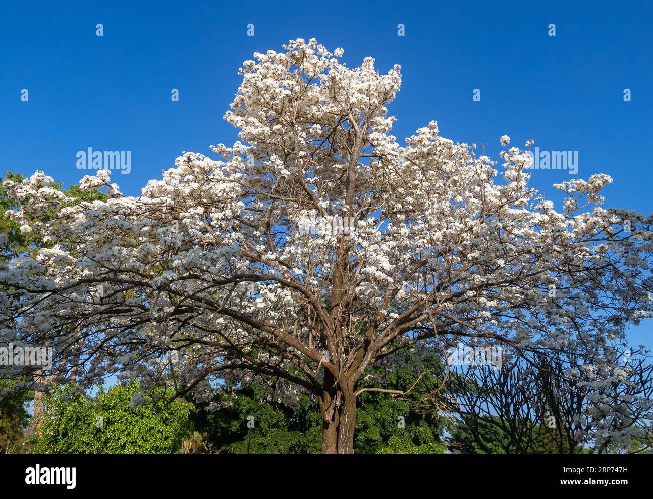 Wonderful Flowers of a white ipe tree, Tabebuia roseo-alba (Ridley ...