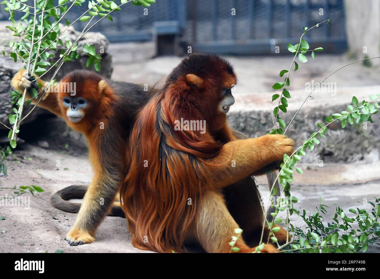 (190127) -- BEIJING, Jan. 27, 2019 (Xinhua) -- Golden snub-nosed ...