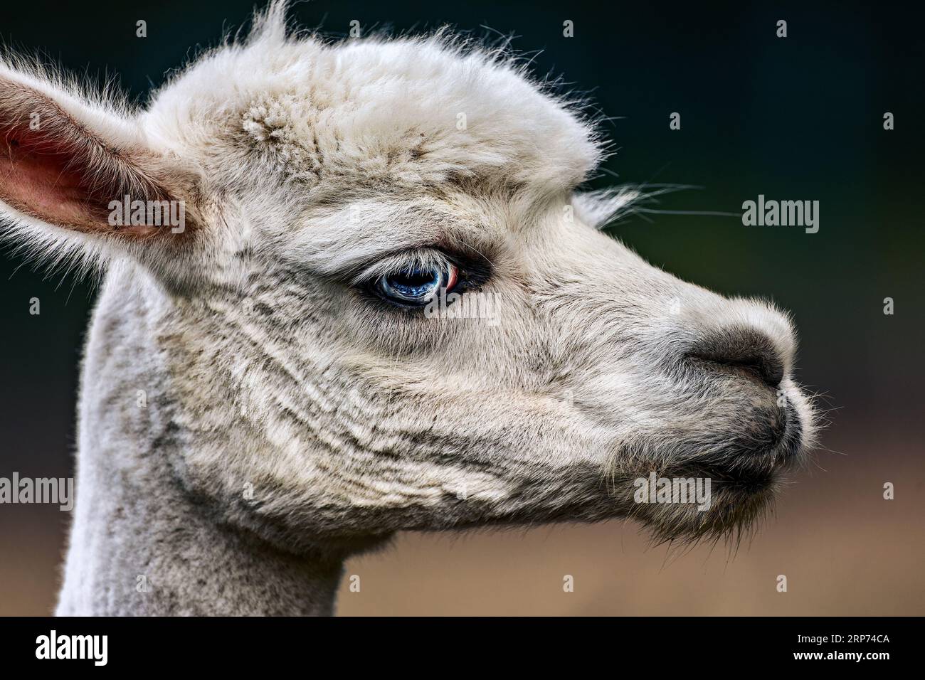 A white alpaca with large, blue eyes stares directly at the camera, its ...