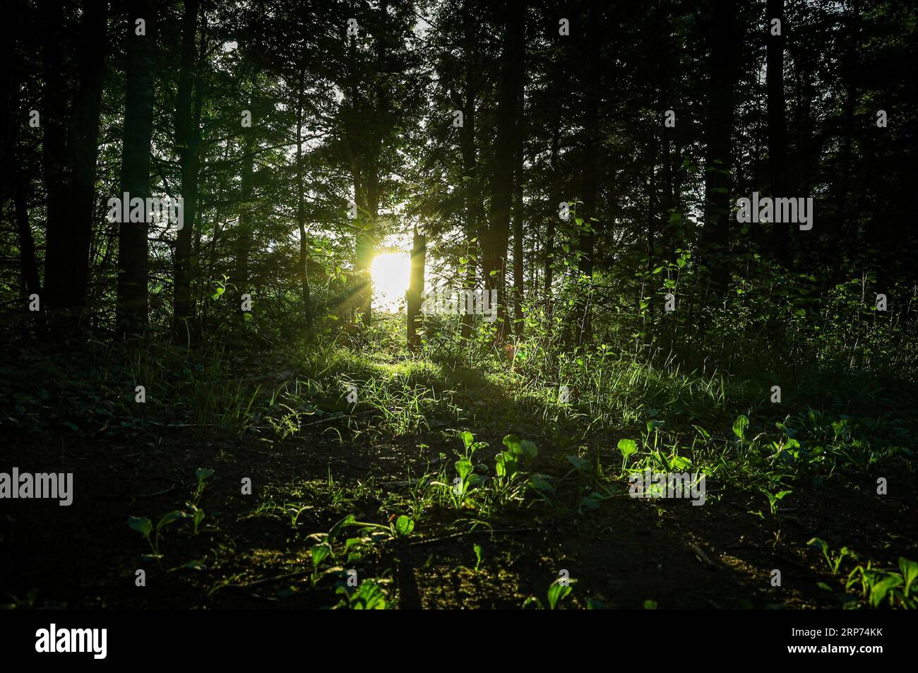 A scenic view of a forest illuminated by the setting sun, with rays of ...