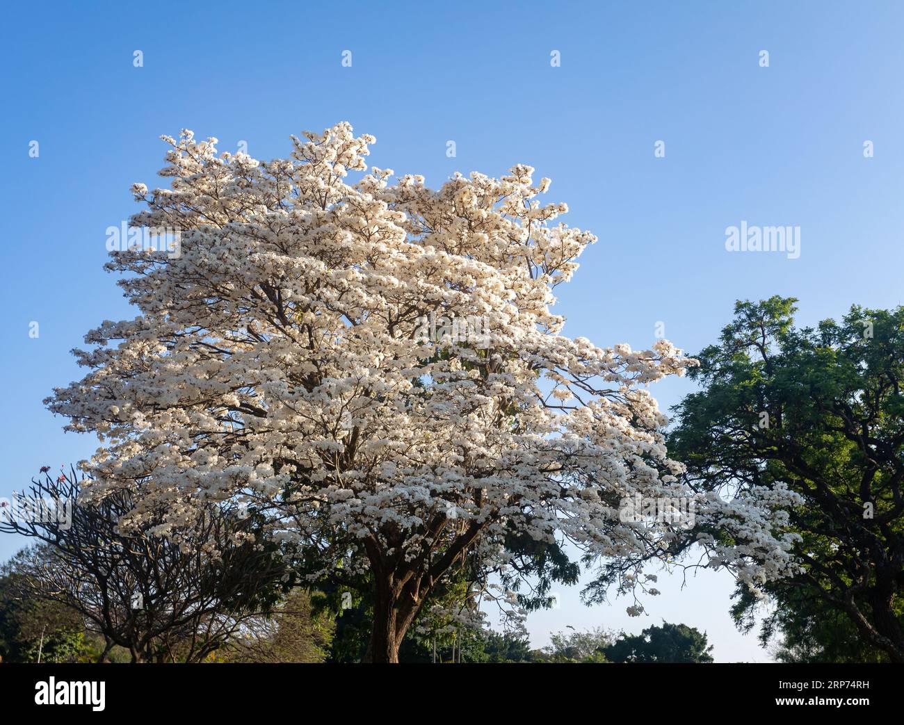 Wonderful Flowers of a white ipe tree, Tabebuia roseo-alba (Ridley ...