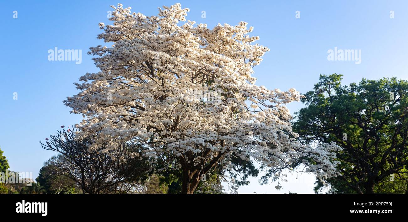 Wonderful Flowers of a white ipe tree, Tabebuia roseo-alba (Ridley ...