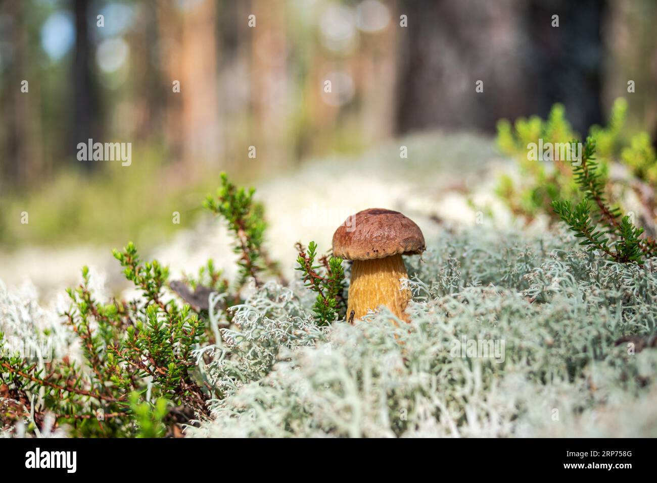 North American mushroom lat. Aureoboletus projectellus growing in ...