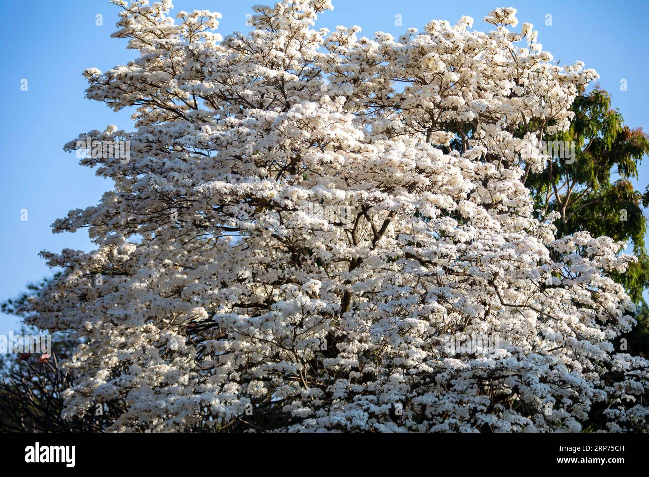 Wonderful Flowers of a white ipe tree, Tabebuia roseo-alba (Ridley ...