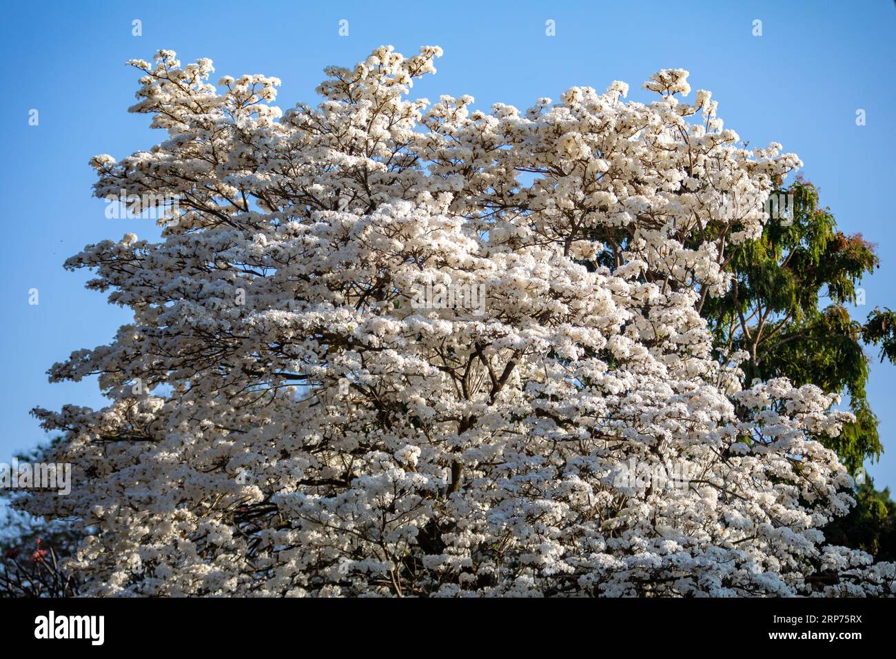 Wonderful Flowers of a white ipe tree, Tabebuia roseo-alba (Ridley ...