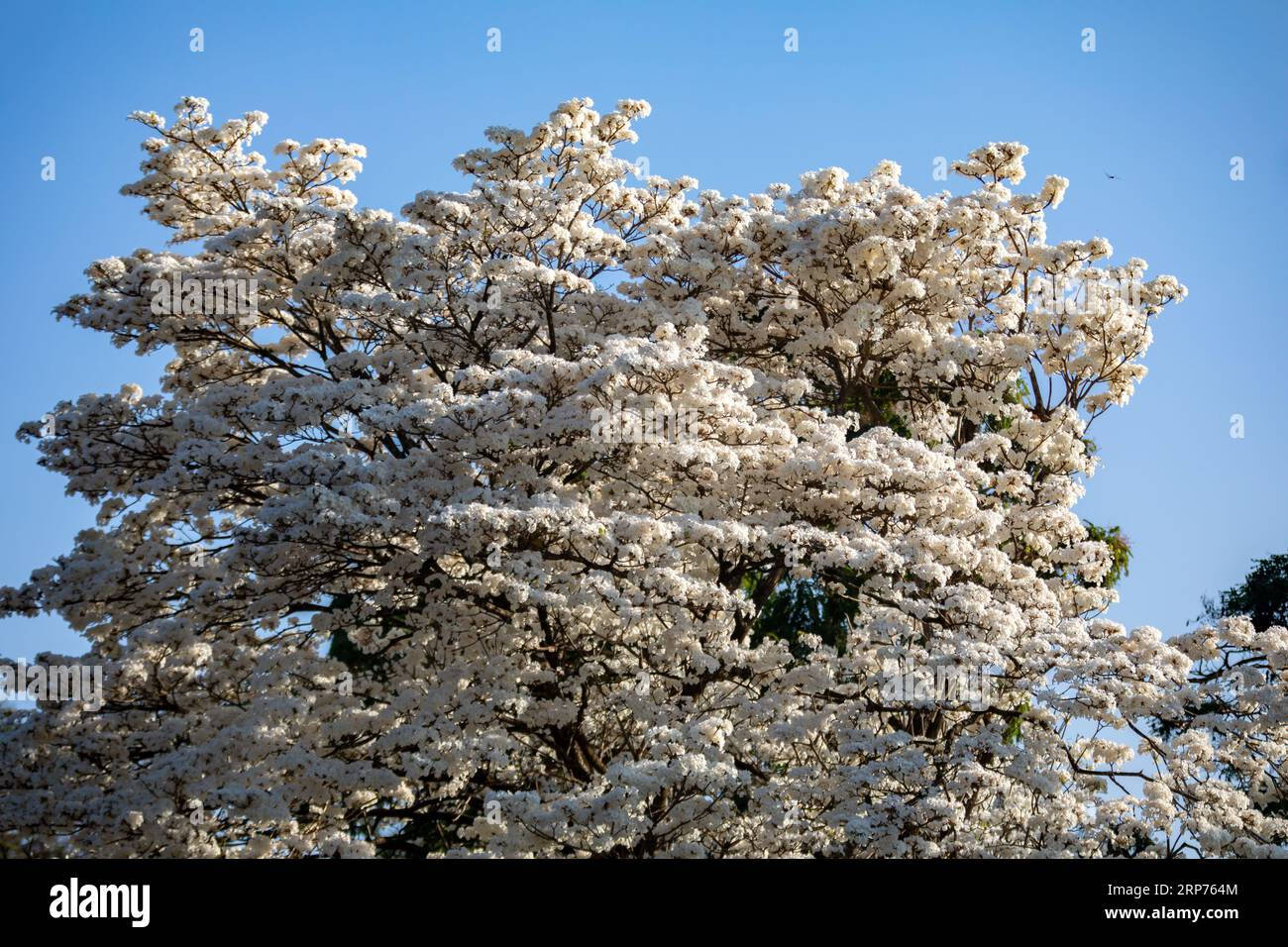 Wonderful Flowers of a white ipe tree, Tabebuia roseo-alba (Ridley ...