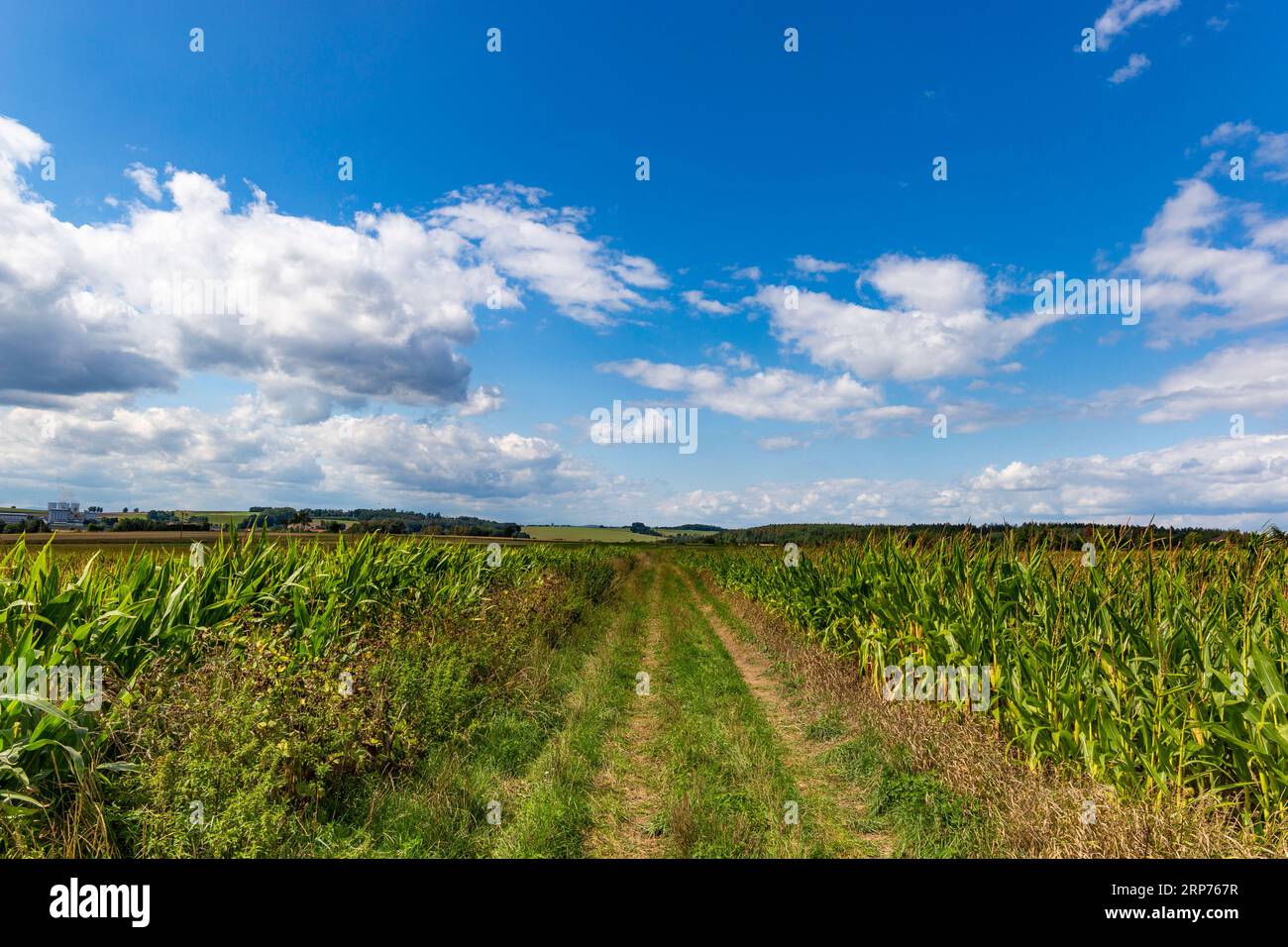 Corn field and rural landscape in August Stock Photo - Alamy