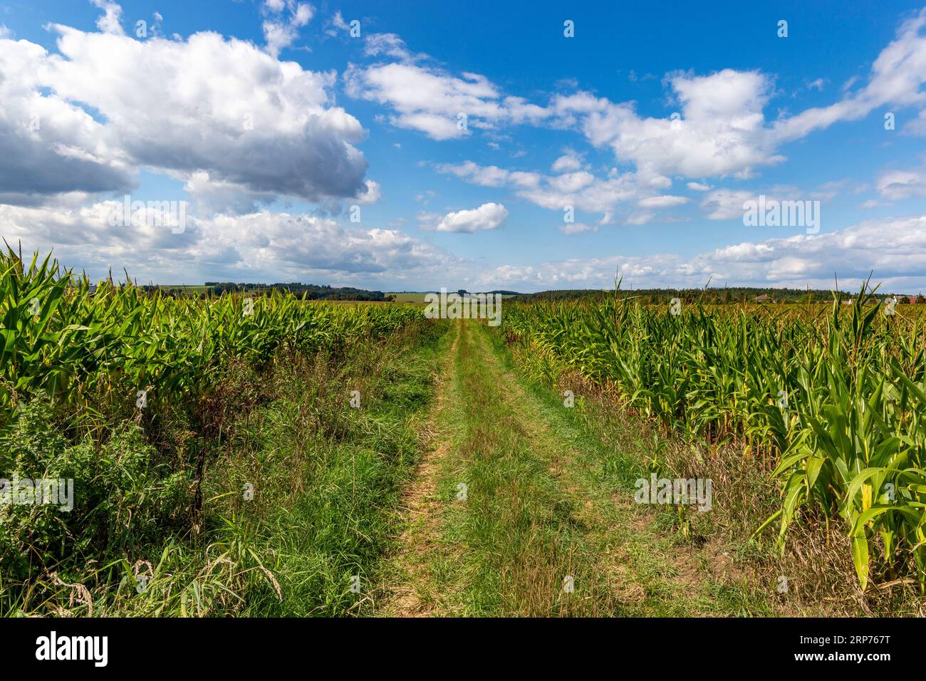 Hill field corn cornfield hi-res stock photography and images - Alamy