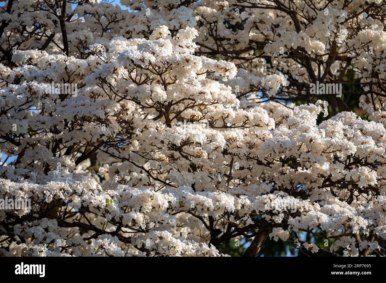 Wonderful Flowers of a white ipe tree, Tabebuia roseo-alba (Ridley ...