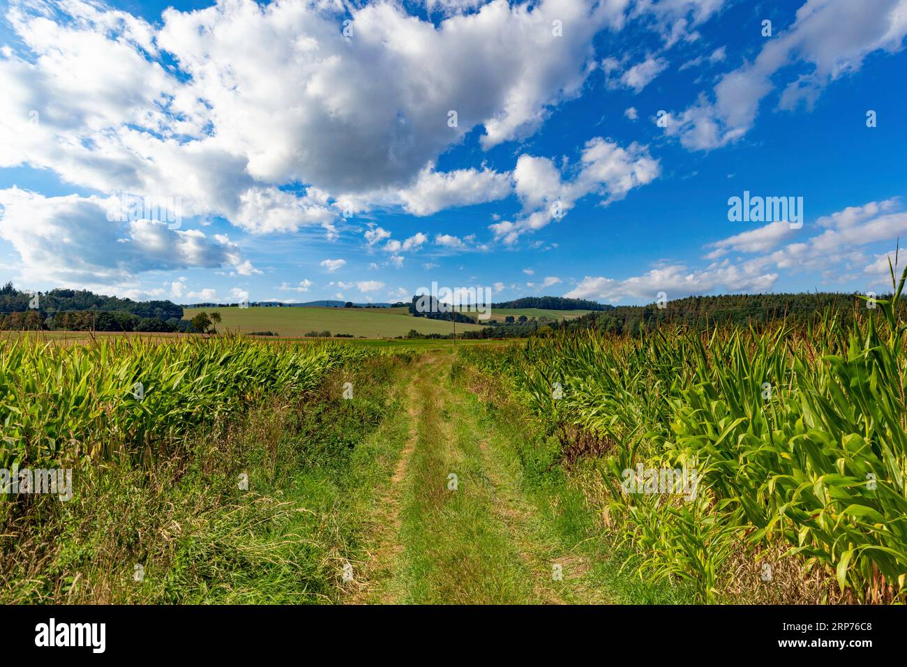 Corn field and rural landscape in August Stock Photo - Alamy