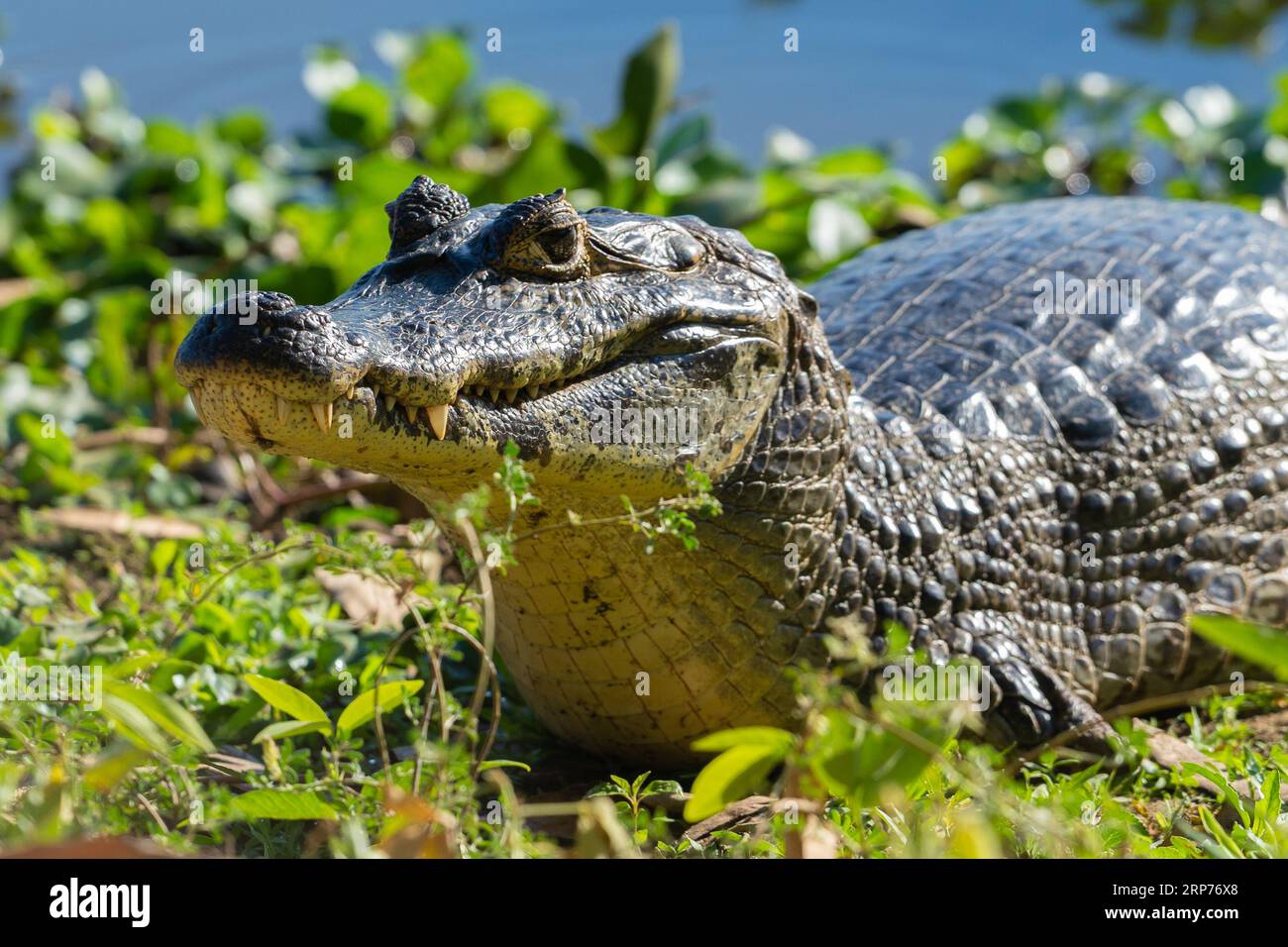 Adult Broad Snouted caiman in the Brazilian Pantanal Stock Photo - Alamy